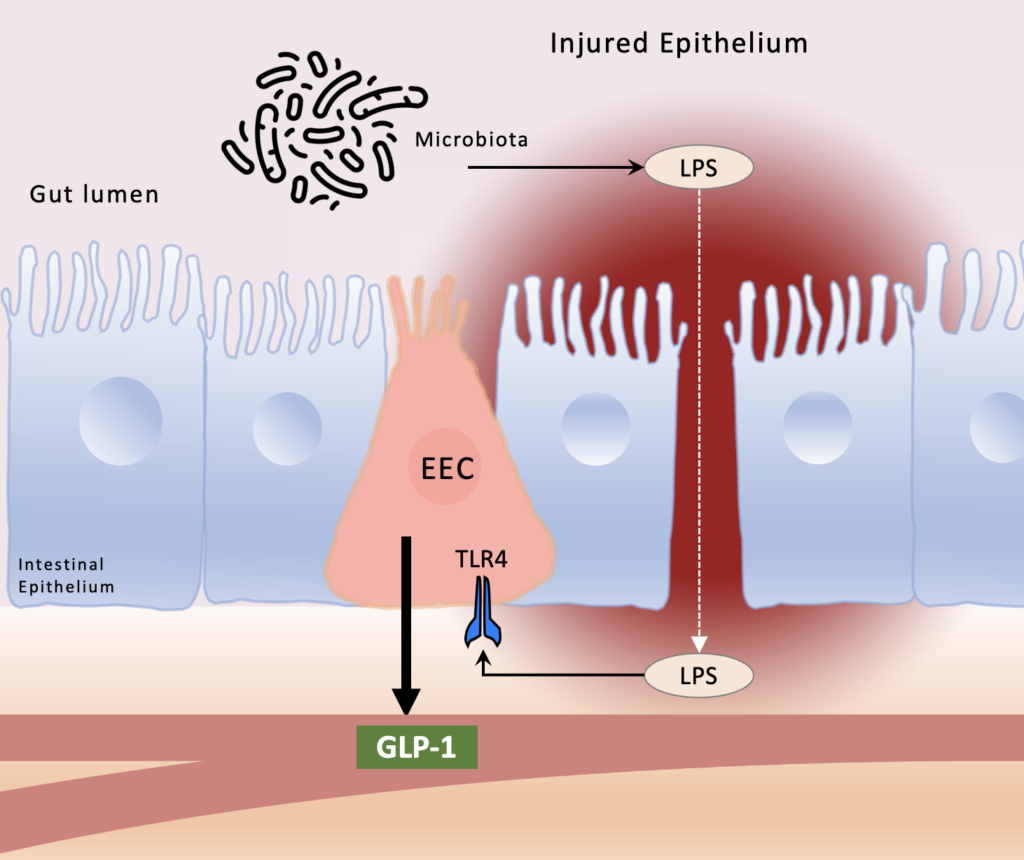 Enteroendocrine Cell Function Enteroendocrine Cell An Overview